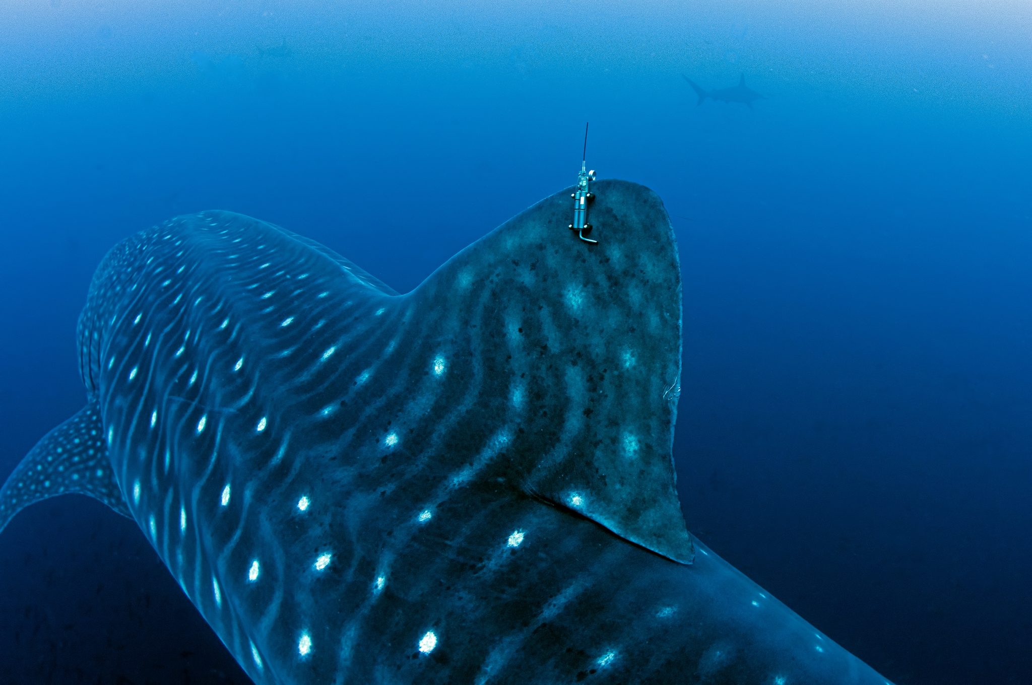 Researching Whale Sharks in the Galápagos Marine Reserve | Galápagos ...