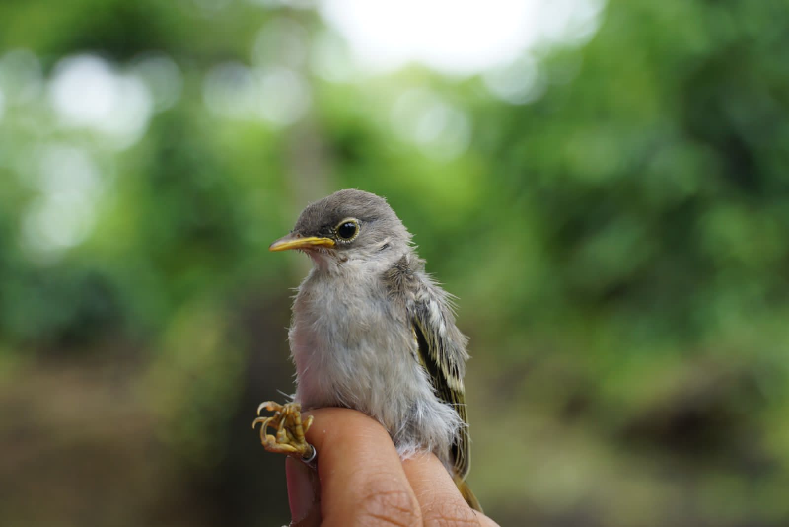 Fighting Avian Pox With Gal pagos Conservancy Gal pagos Conservancy