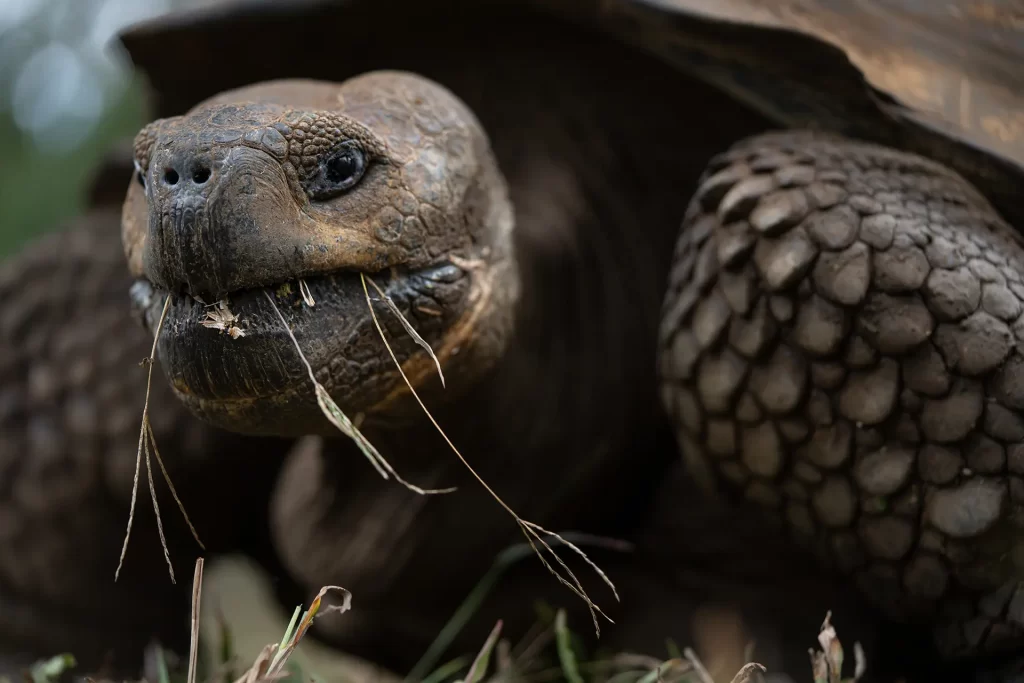Tortoise DNA – Implications for Conservation | Galápagos Conservancy