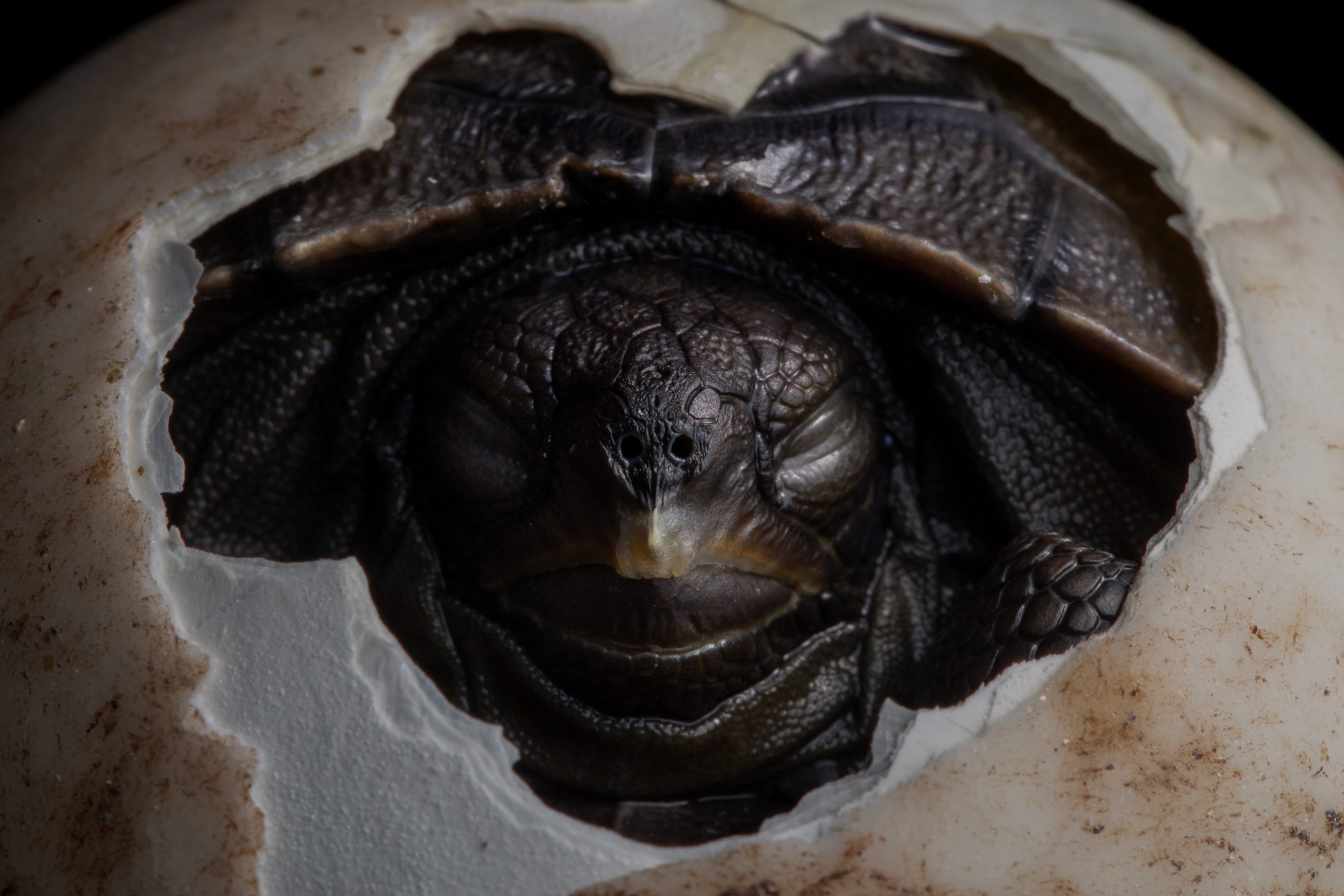From Extinction to Hope: Restoring the Tortoises of Galápagos ...