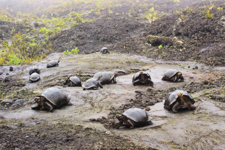 From Extinction to Hope: Restoring the Tortoises of Galápagos ...