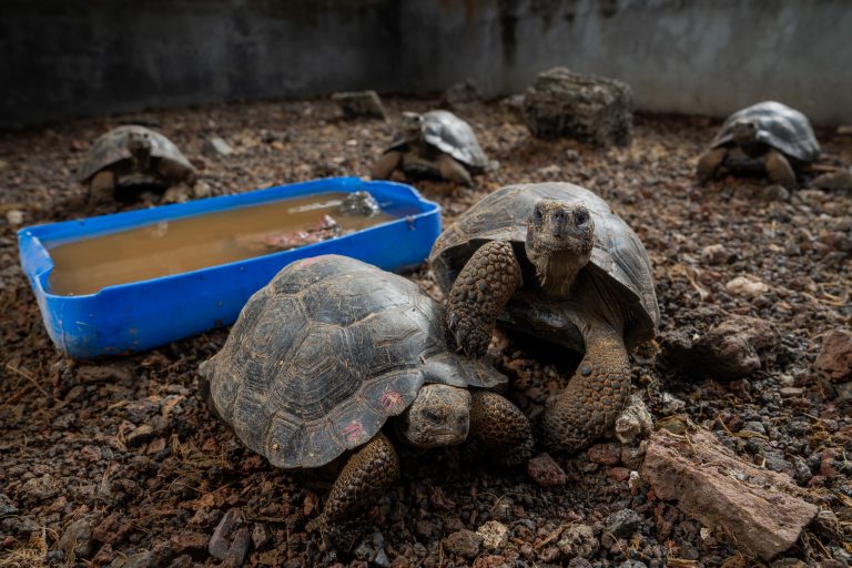 From Extinction to Hope: Restoring the Tortoises of Galápagos ...