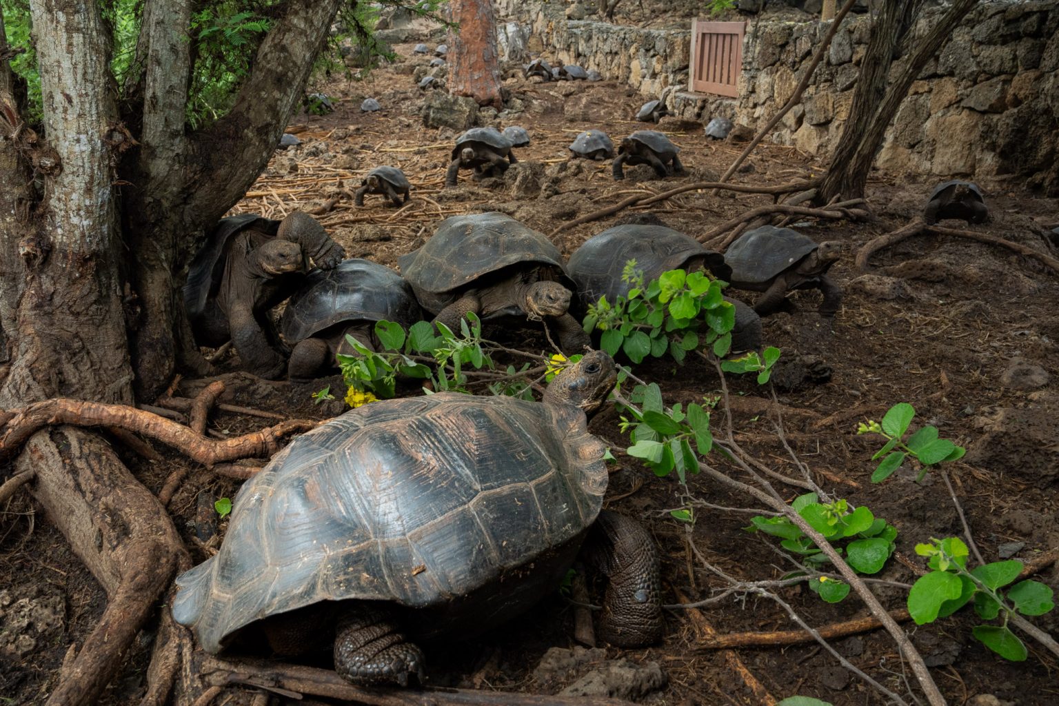 From Extinction to Hope: Restoring the Tortoises of Galápagos ...