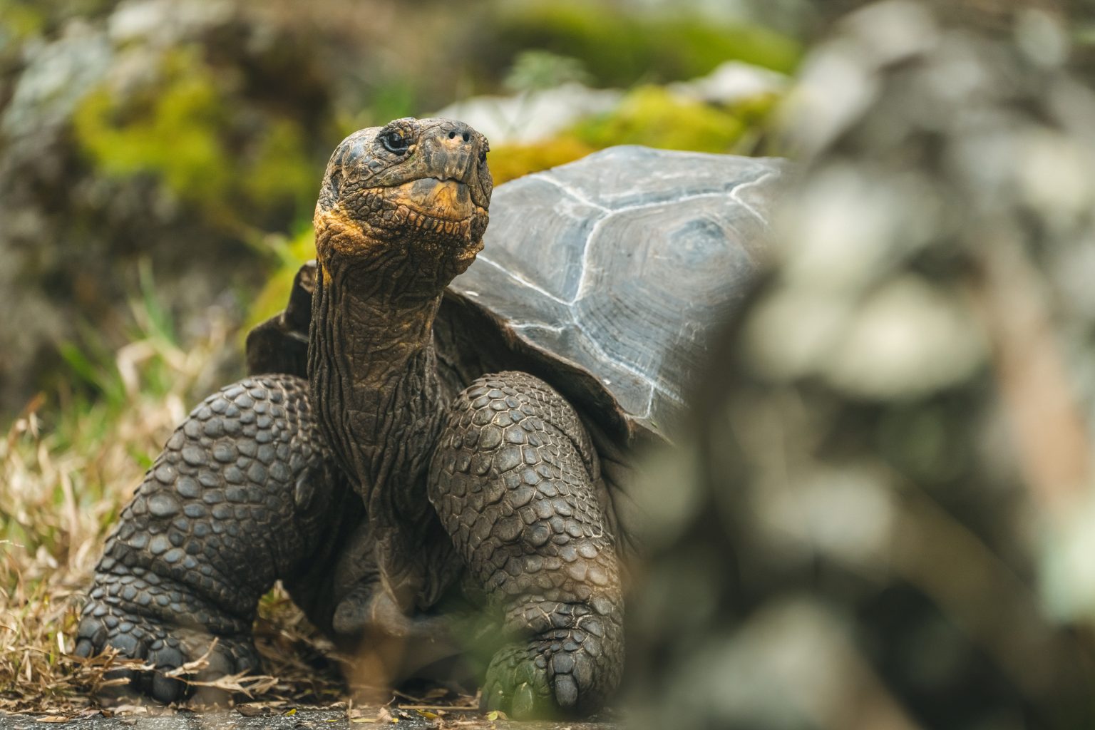 More Than a Symbol: The Science Behind Saving Galápagos Giant Tortoises ...
